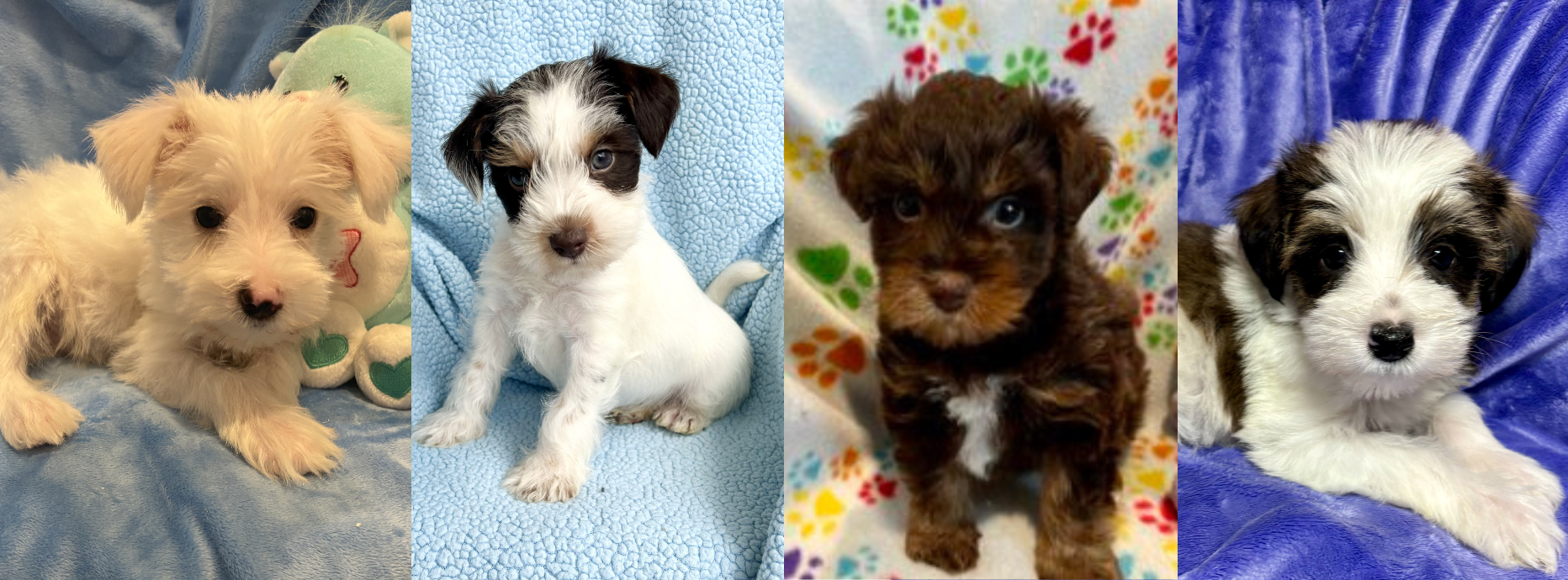 How Much Does A Mini Schnauzer Cost | Domino Schnauzers